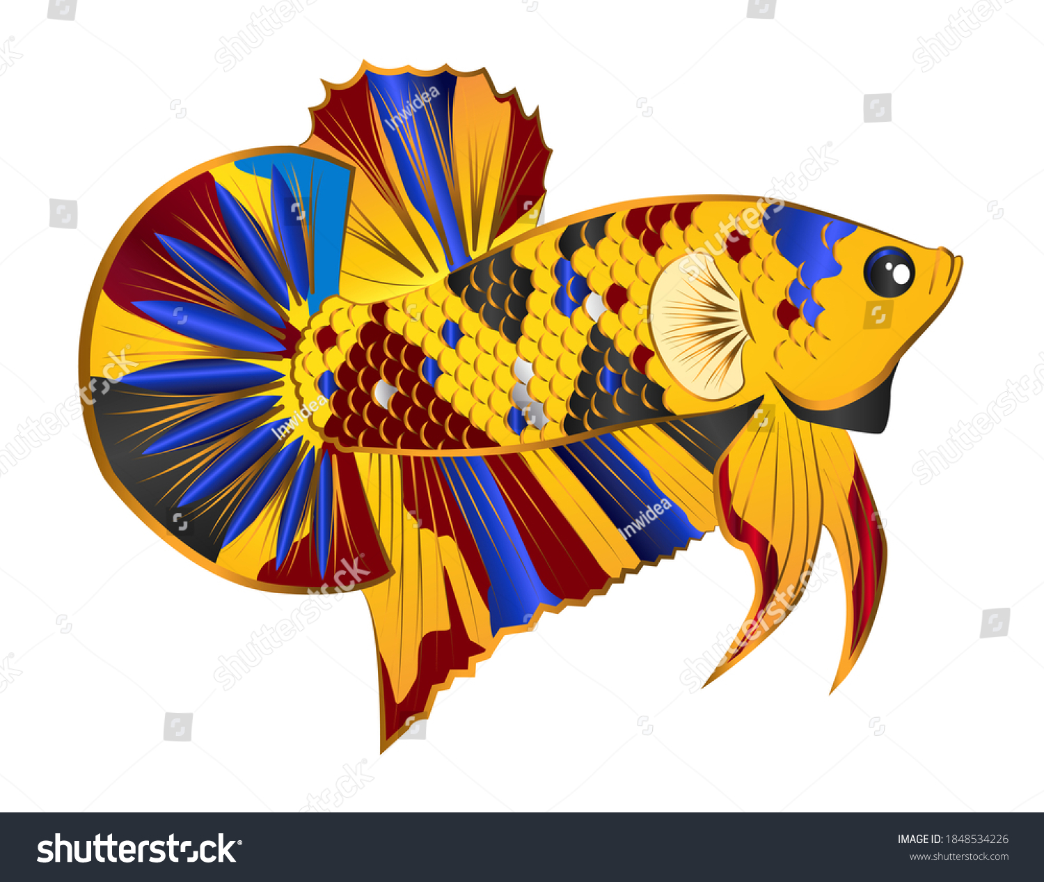 Multicolor Betta Fish Vector On White Stock Vector (Royalty Free ...