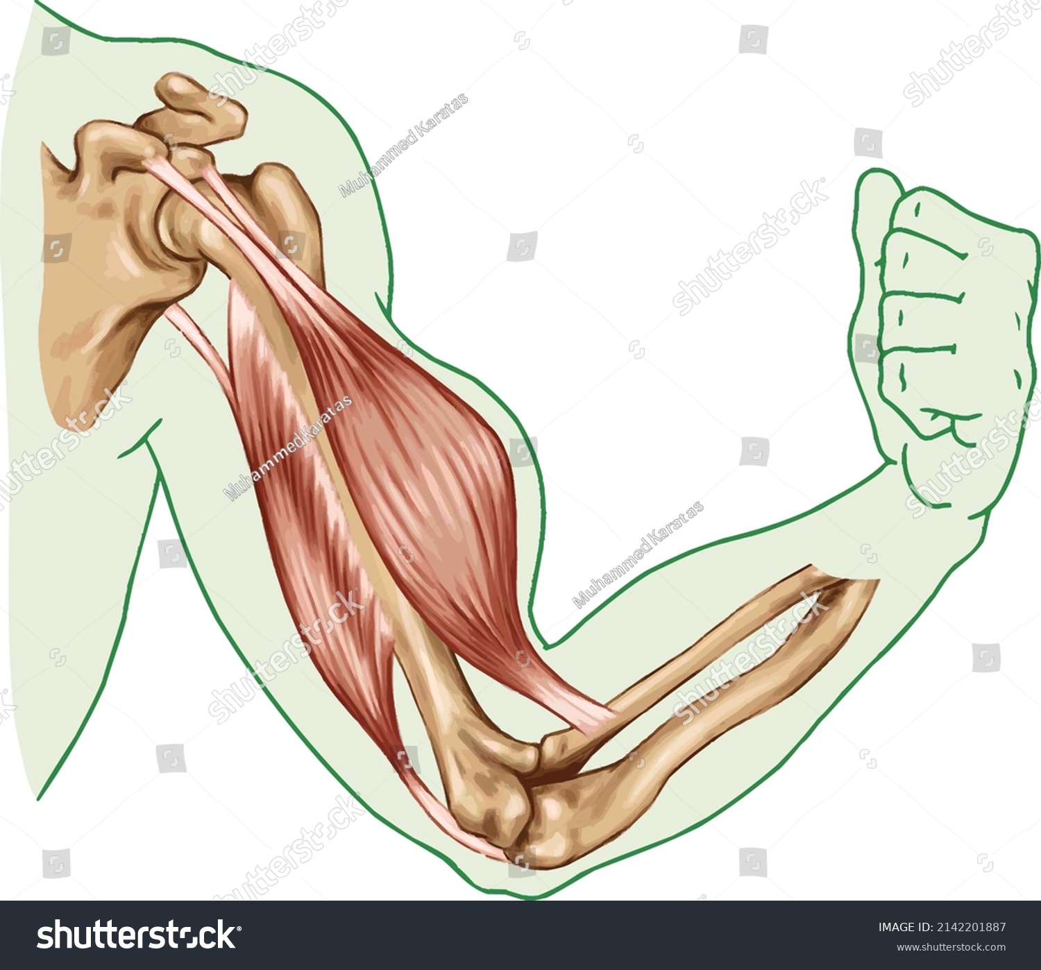 Muscle Structure Nervous System Bending Stock Vector (Royalty Free ...