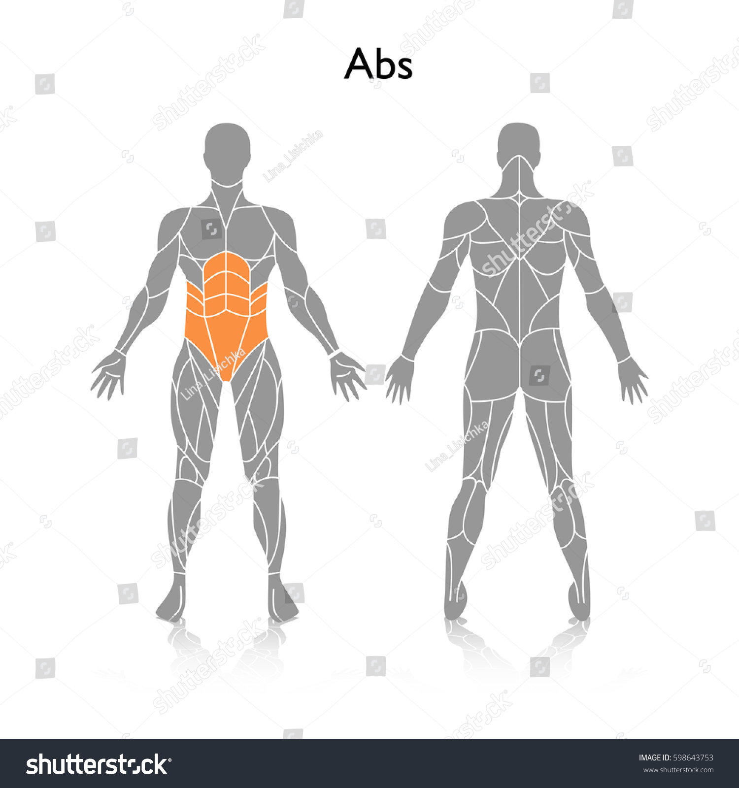 Muscles Used Training Vector Stock Vector (Royalty Free) 598643753 ...
