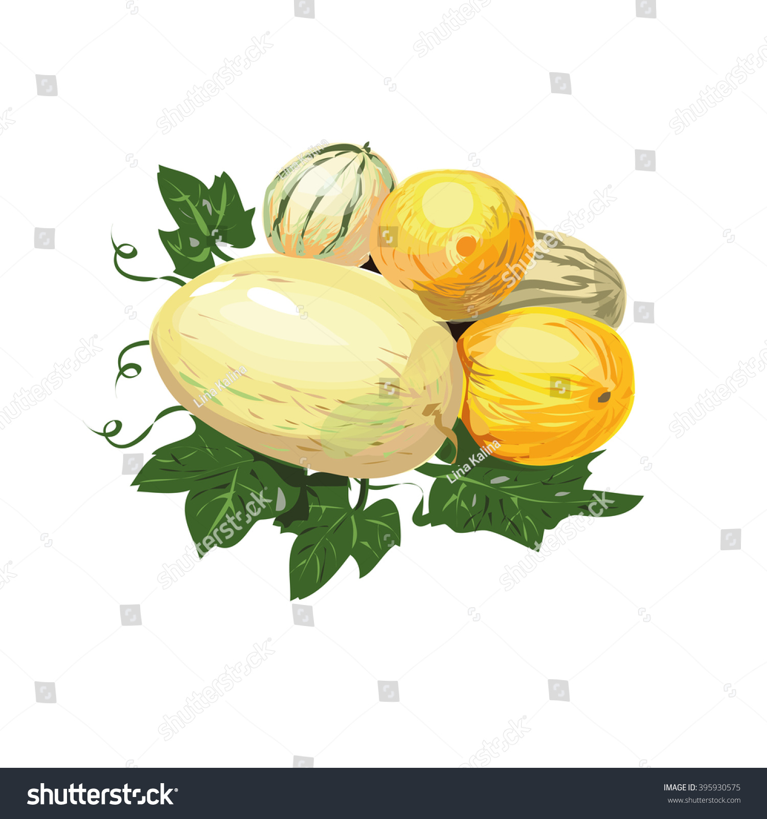 Muskmelon Vector Illustration Stock Vector (Royalty Free) 395930575 ...
