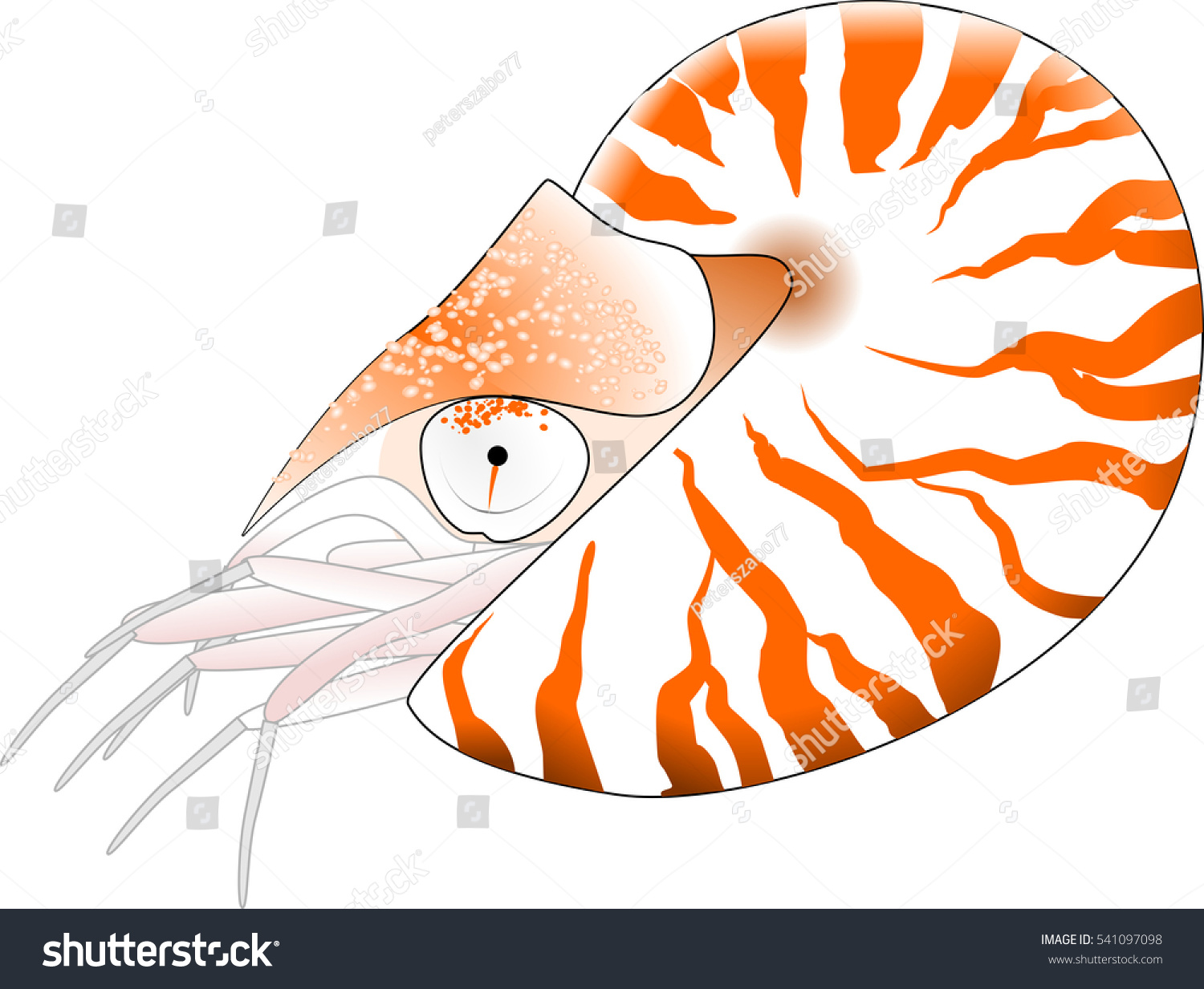 Nautilus Vector Illustration Stock Vector (Royalty Free) 541097098 ...