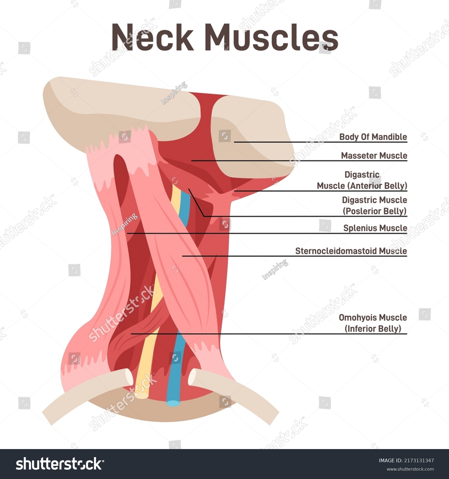 Neck Muscles Side View Didactic Scheme Stock Vector Royalty Free 2173131347 Shutterstock