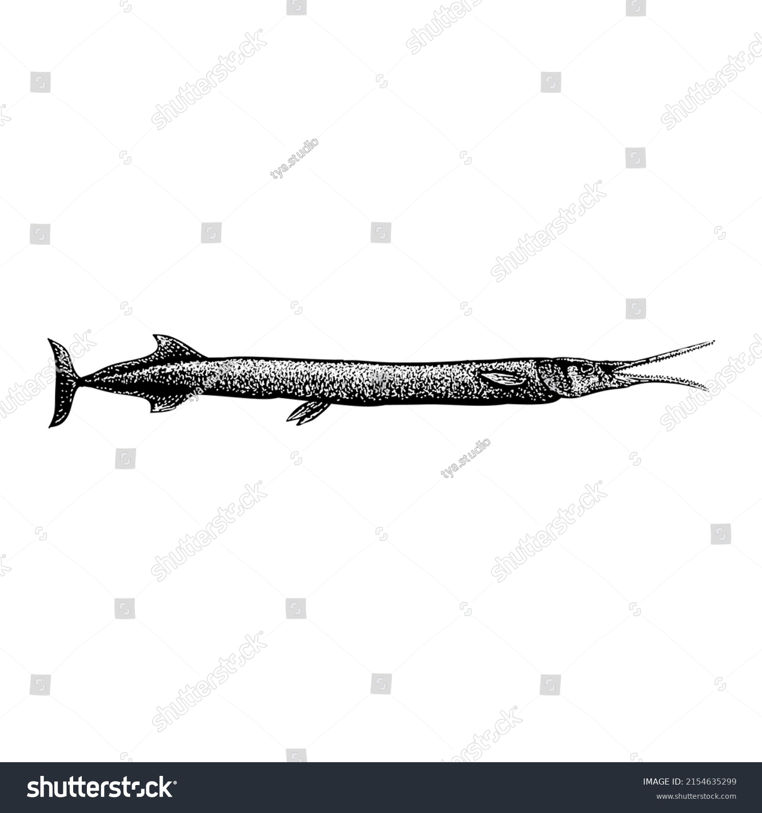 Needlefish Hand Drawing Vector Illustration Isolated Stock Vector ...