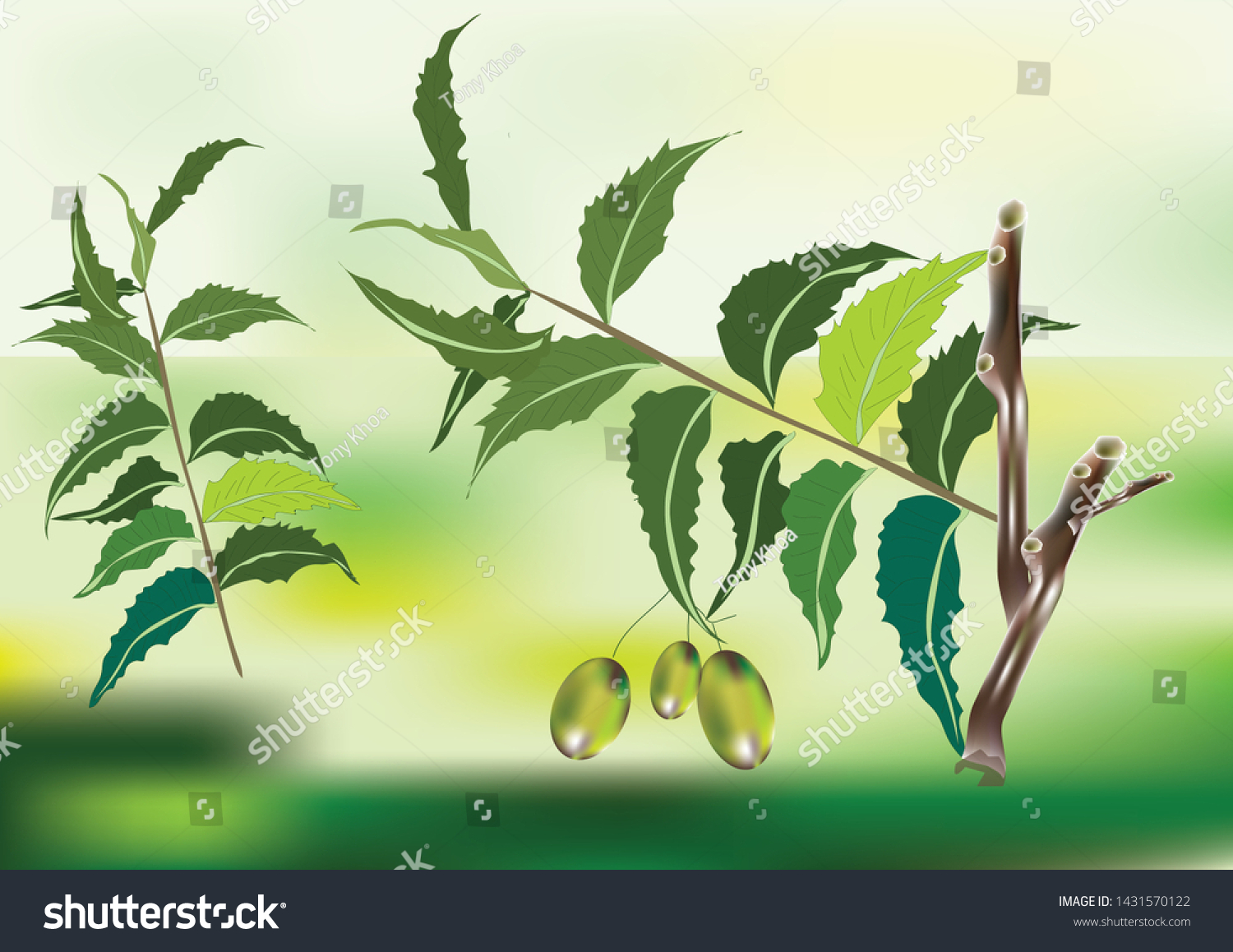 Neem Leaf Backgroud Green Vector Stock Vector (Royalty Free) 1431570122