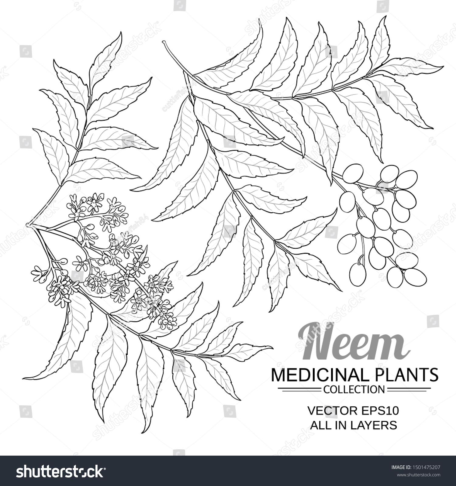 Neem Vector Set On White Background: Vector có sẵn (miễn phí bản quyền ...