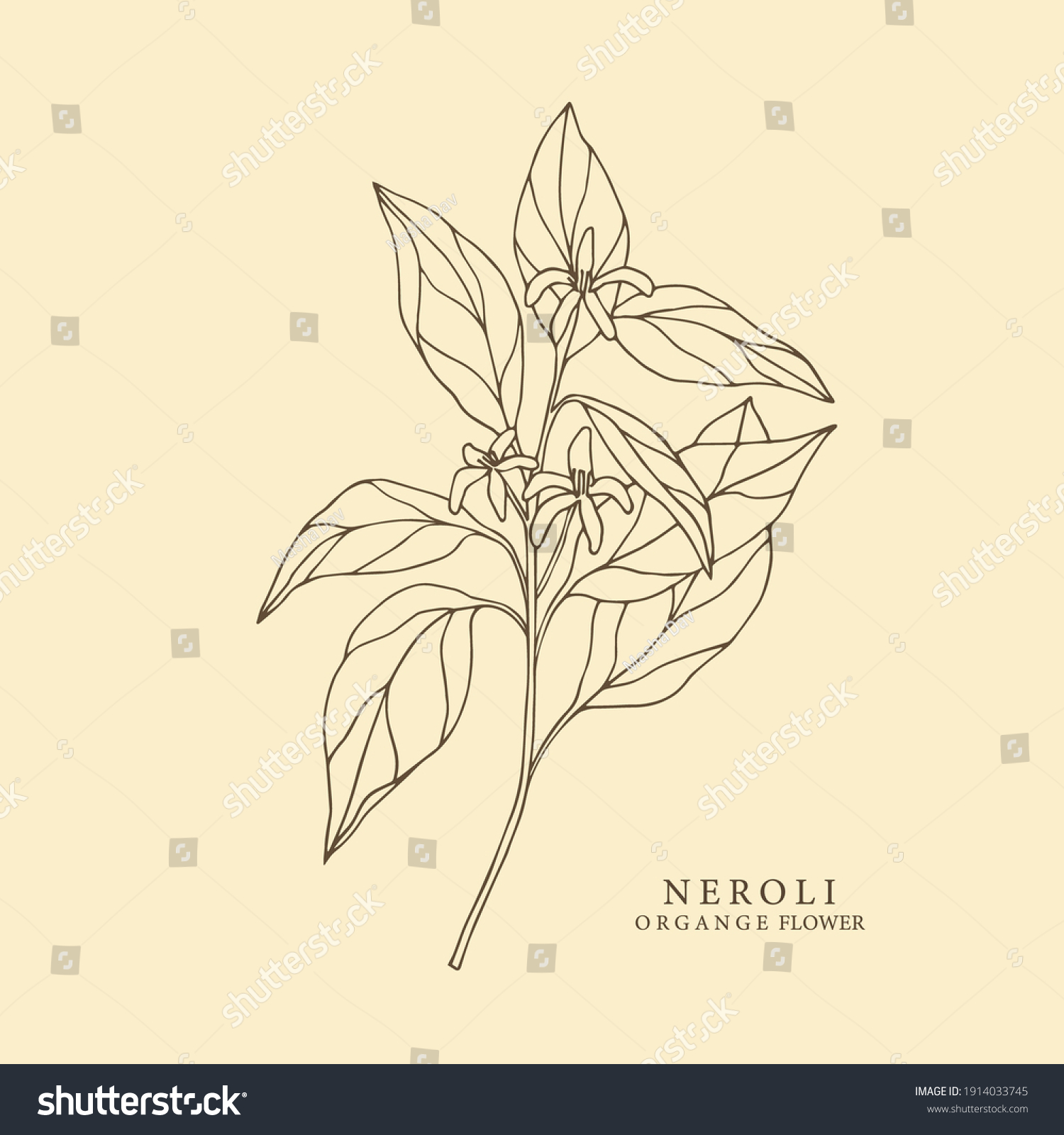 Neroly Stock Vectors Images And Vector Art Shutterstock