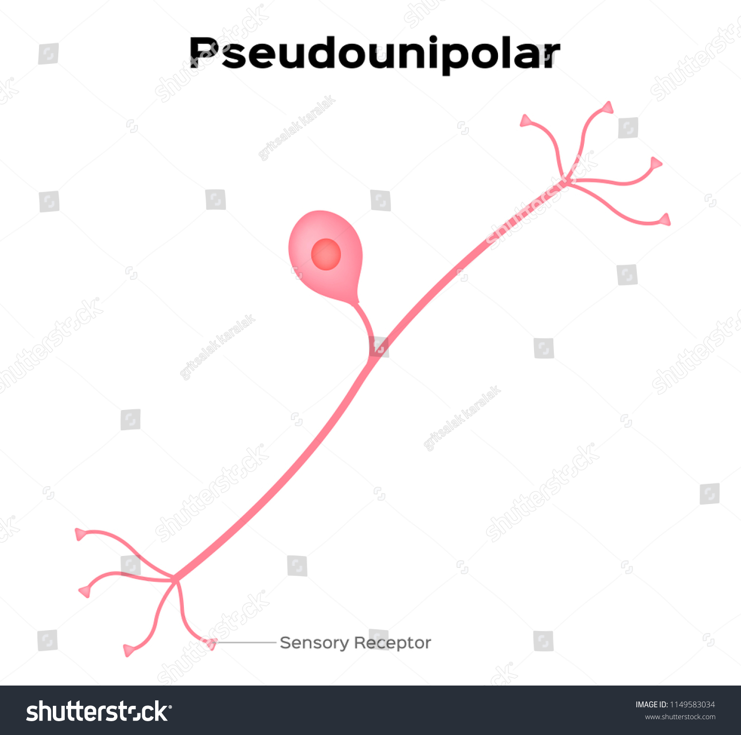 Neuron Pseudounipolar Anatomy Vector Infographic: vector de stock ...