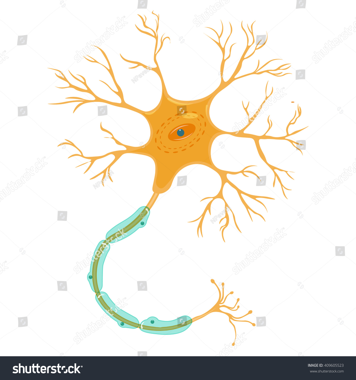 Neuron Vector Illustration Isolated On White Stock Vector 409605523 ...