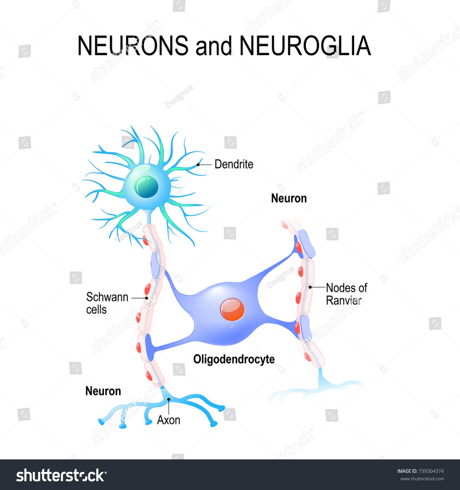 Neurons Neuroglia Oligodendrocyte: Stock-Vektorgrafik (Lizenzfrei ... Neurons Neuroglia Oligodendrocyte: Stock-Vektorgrafik (Lizenzfrei ...
