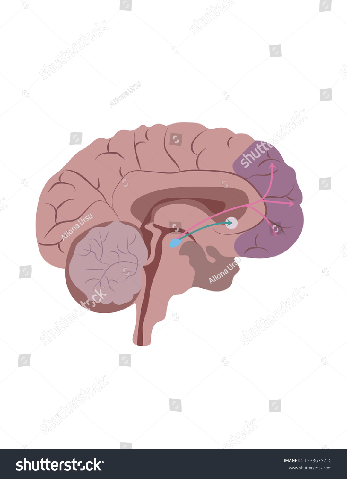 Neuroscience Human Brain Vector Reward System Stock Vector (Royalty ...