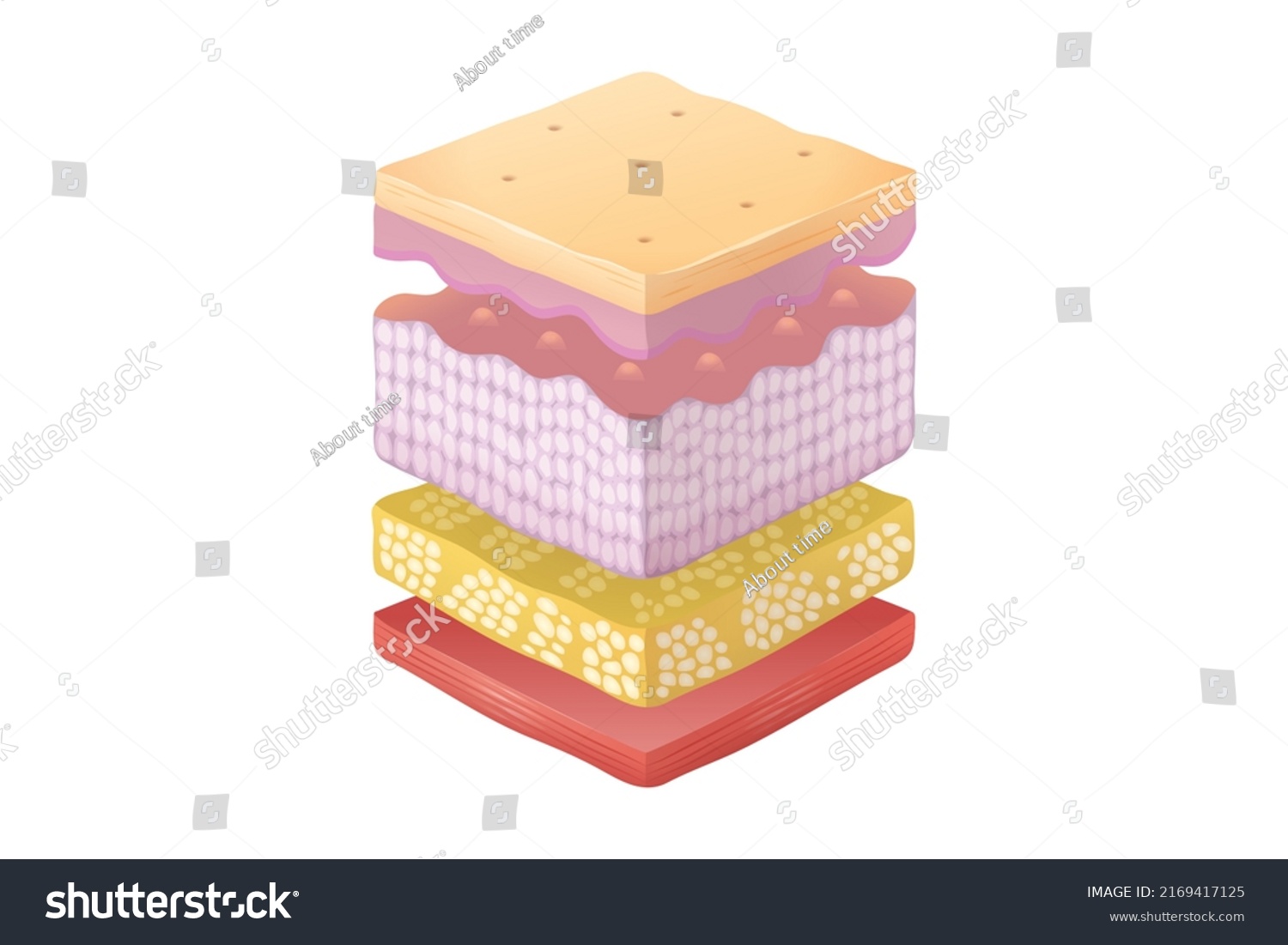 Normal Human Skin Split Layers Isometric Stock Vector (Royalty Free ... Normal Human Skin Split Layers Isometric Stock Vector (Royalty Free ...