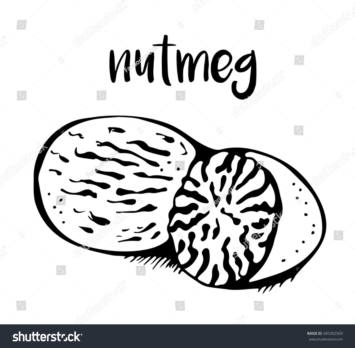 Nutmeg Isolated On White Background Vector Stock Vector (Royalty Free ...