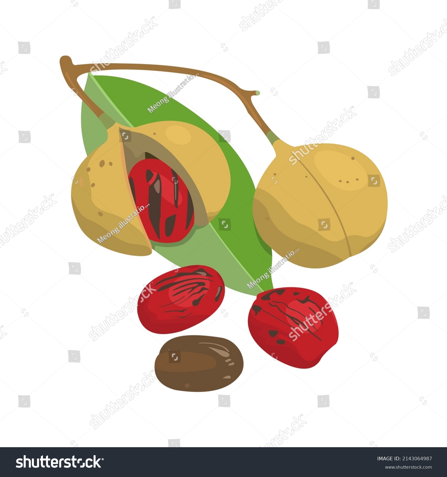 Nutmeg Pala Fruit Vector Flat Design Stock Vector (Royalty Free ...