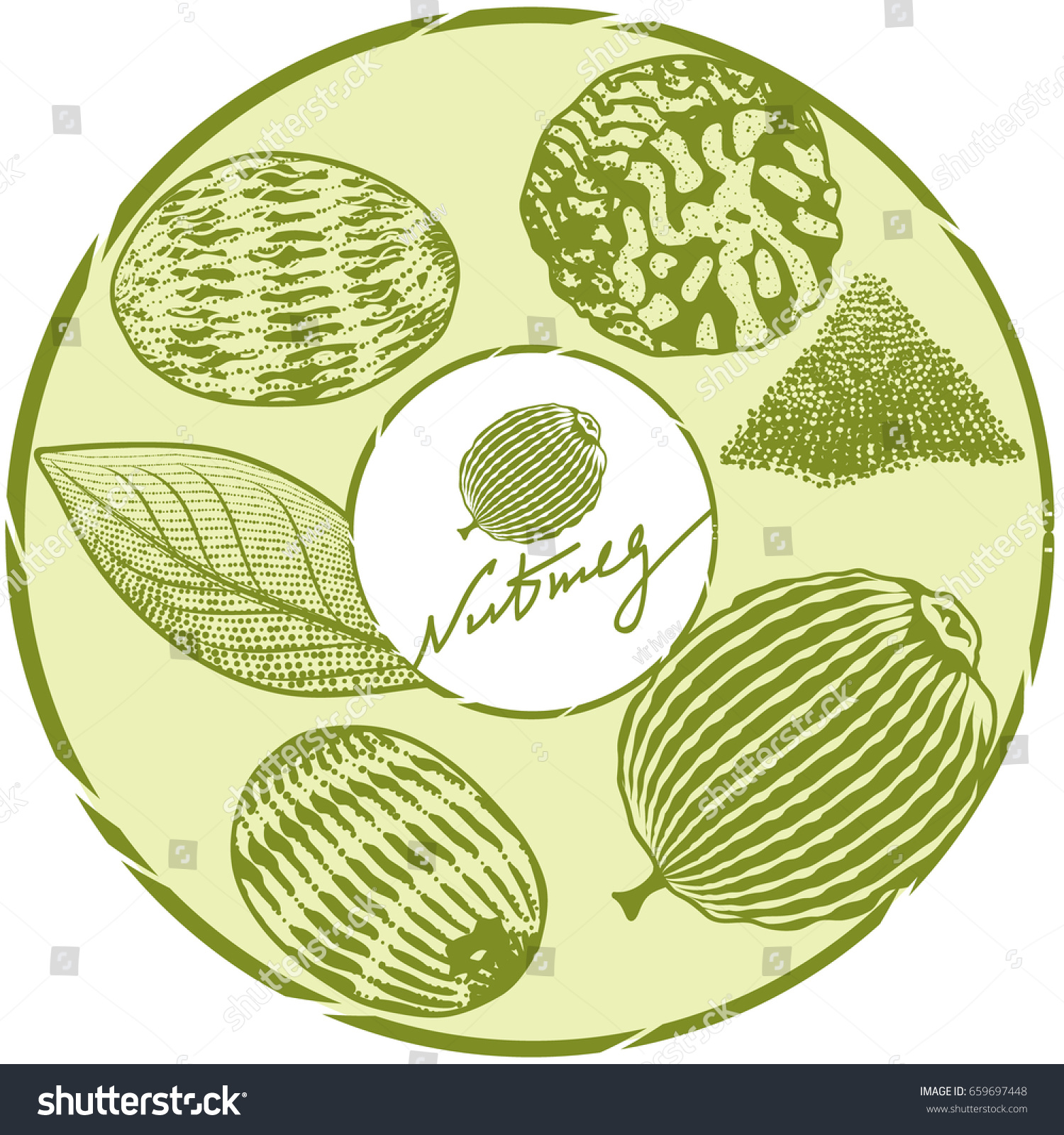 Nutmeg Vector Monochrome Engraved Illustration Stock Vector (Royalty ...