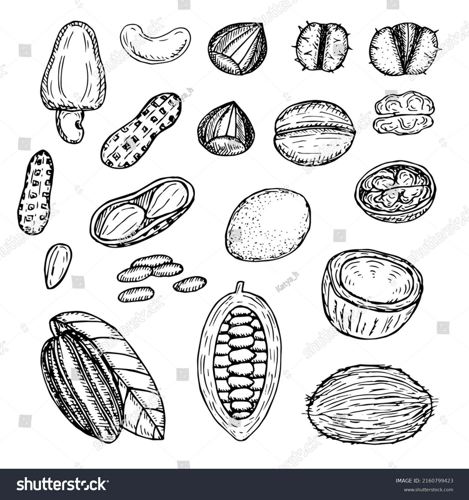 Nuts Set Vector Illustration Hand Drawing Stock Vector (Royalty Free ...