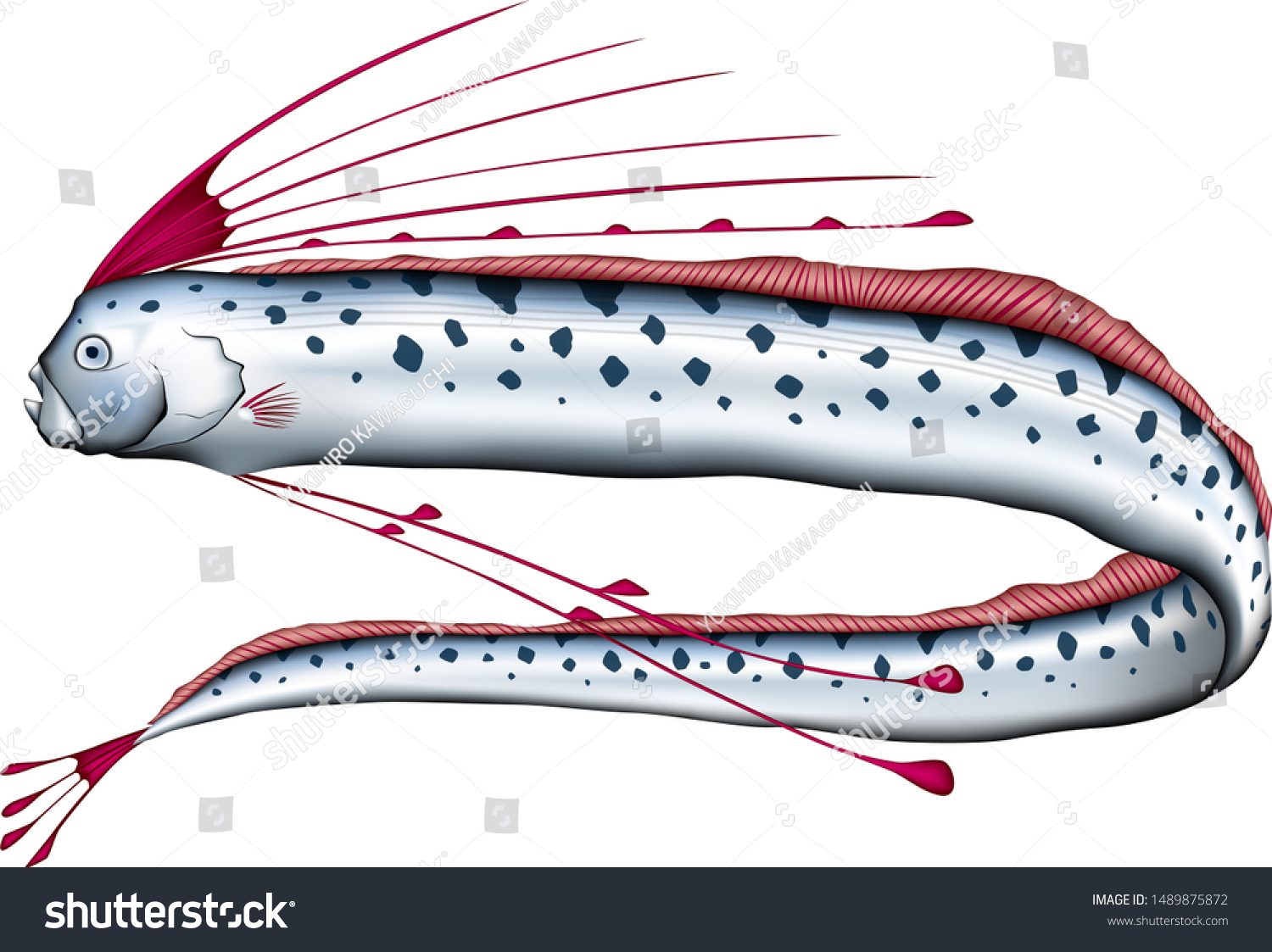 Oarfish Illustration Vector Eps Format Stock Vector (Royalty Free ...