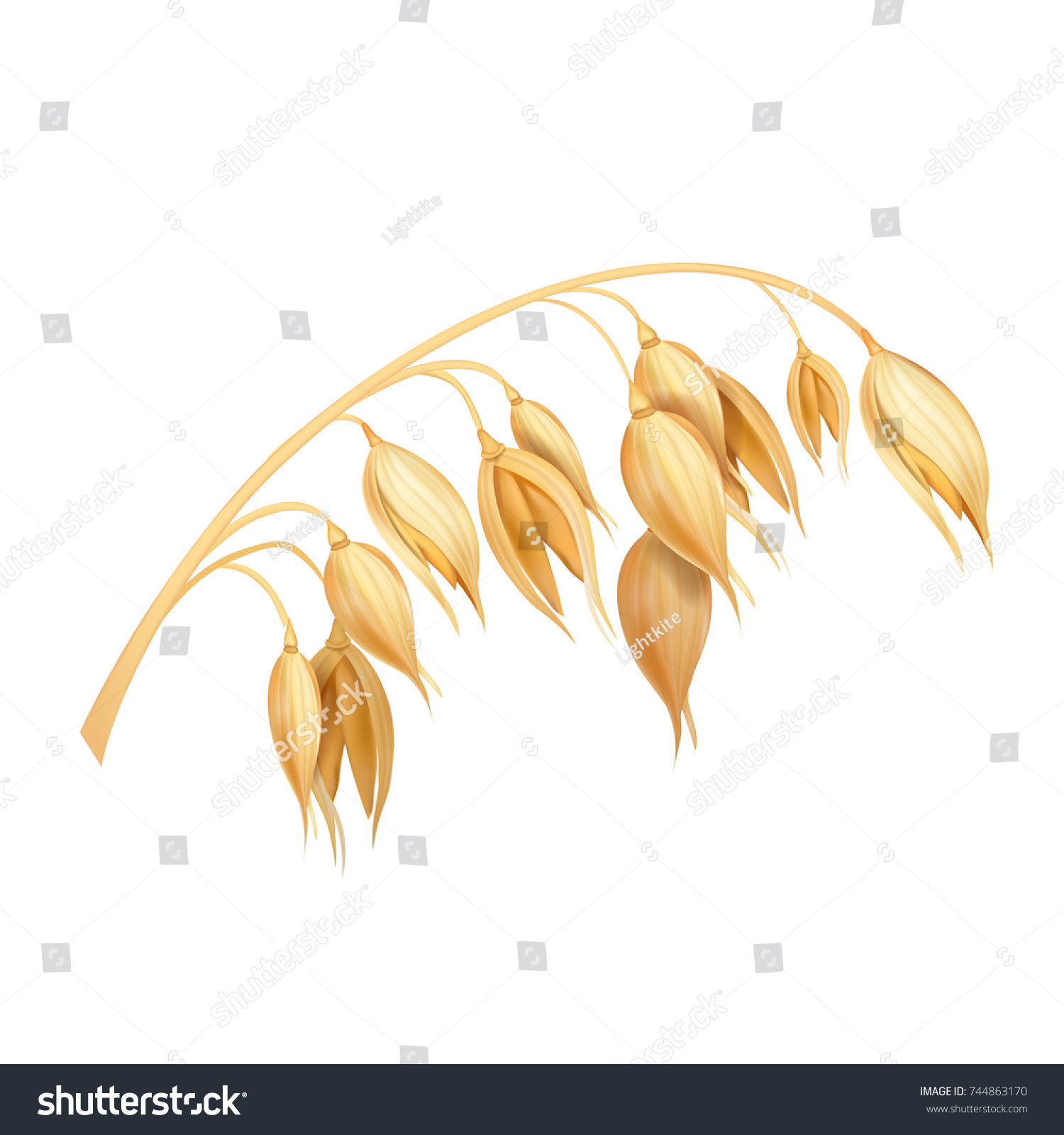 Oat Realistic Vector Illustration Stock Vector (Royalty Free) 744863170