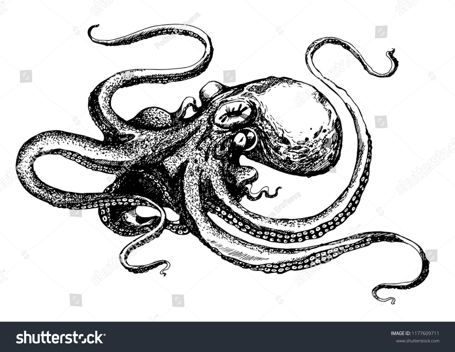 Octopus Drawn Sketch Stock Vector (Royalty Free) 1177609711 | Shutterstock