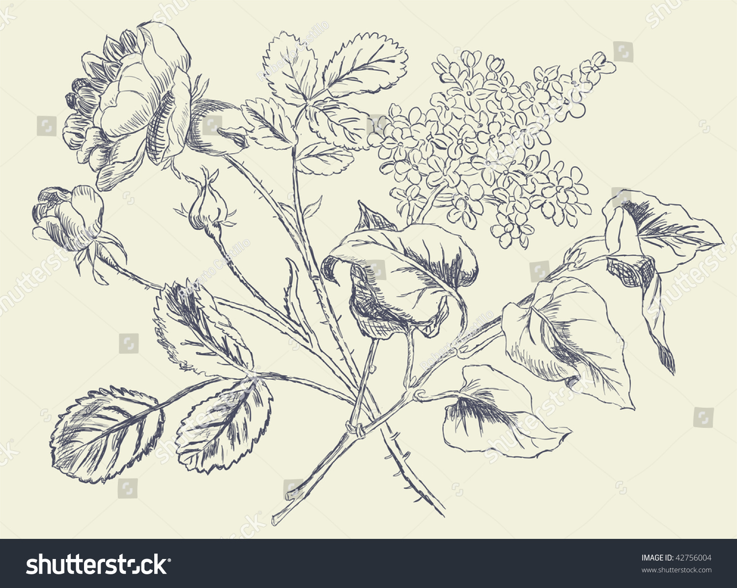 Oldstyled Vector Rose Freehand Drawing Stock Vector (Royalty Free) 42756004