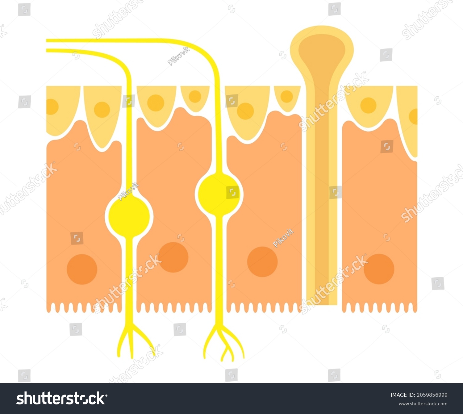 Olfactory Epithelium Anatomical Poster Human Nasal Stock Vector