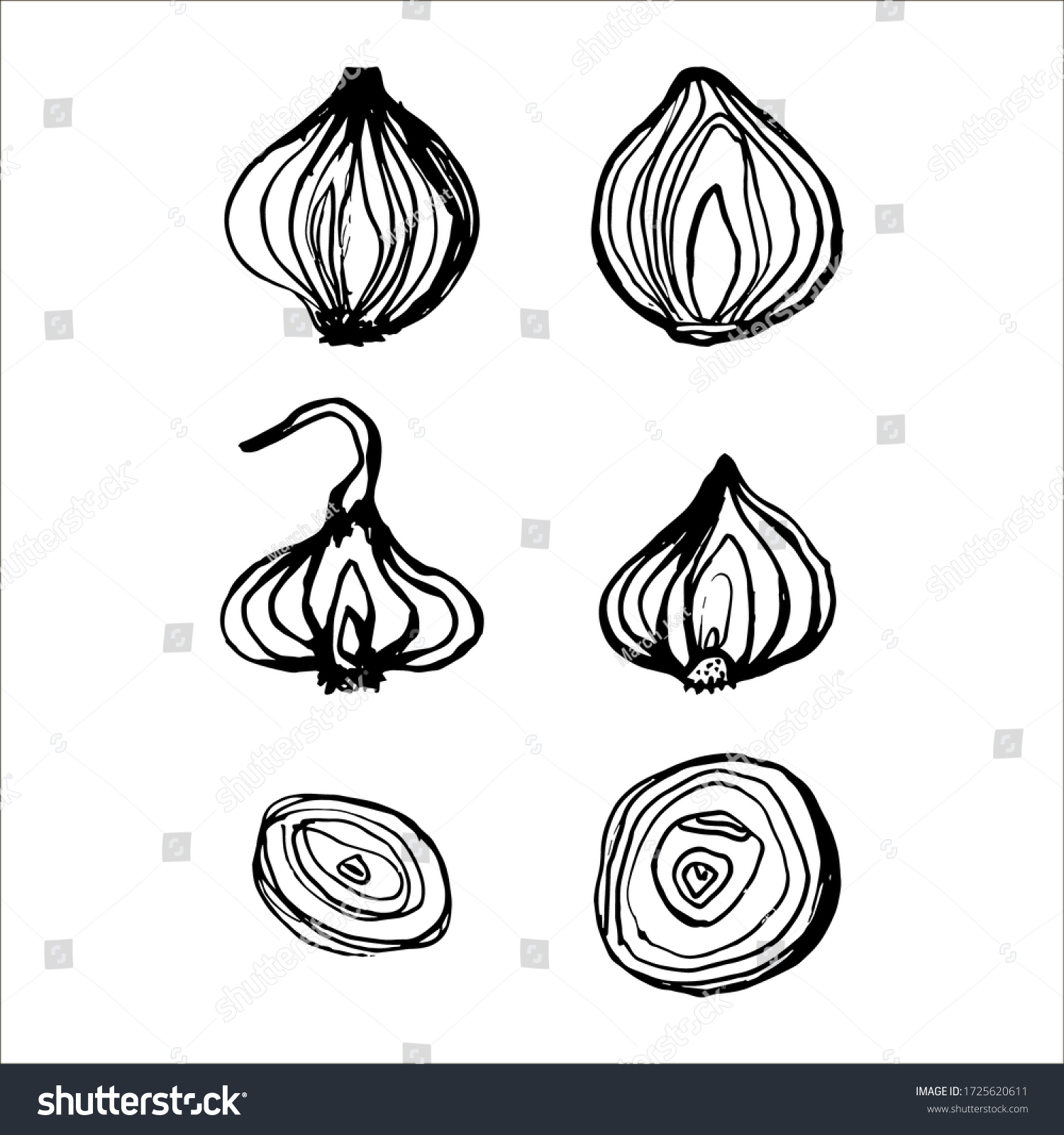 Onion Cut Drawing Vector Black Lines Stock Vector (Royalty Free ...