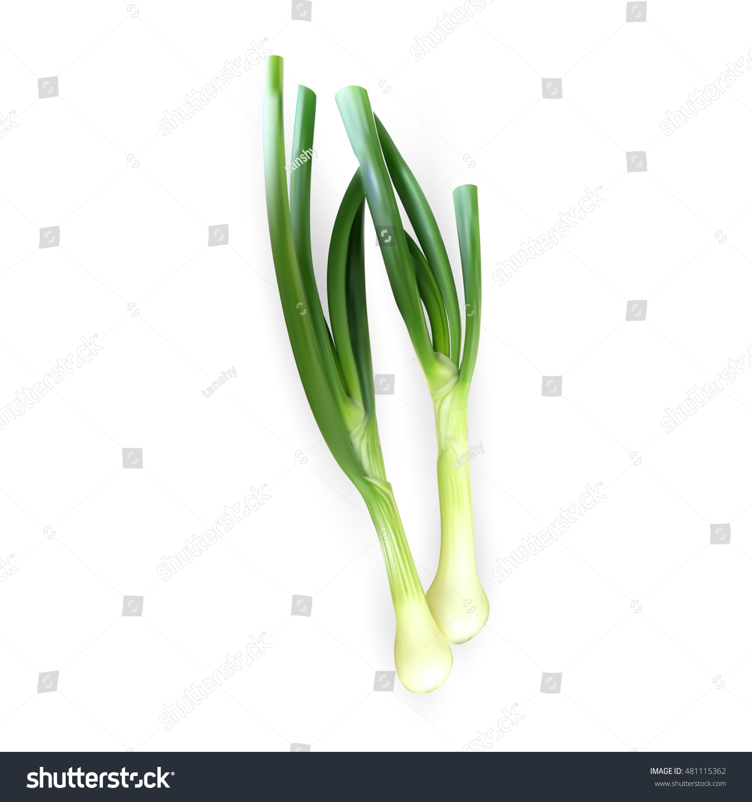 8,132 Spring onion Stock Vectors, Images & Vector Art | Shutterstock