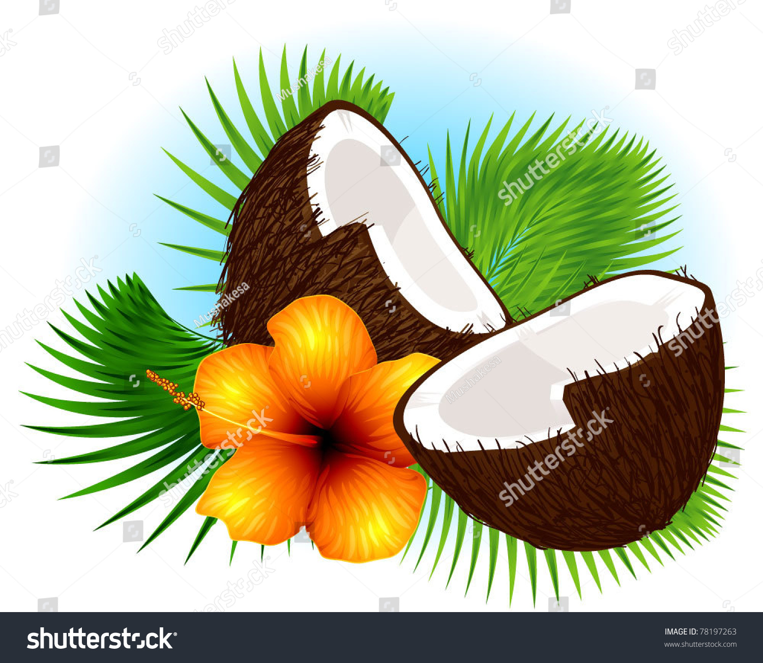 Opened Coconut Tropical Flower Vector Stock Vector (Royalty Free ...
