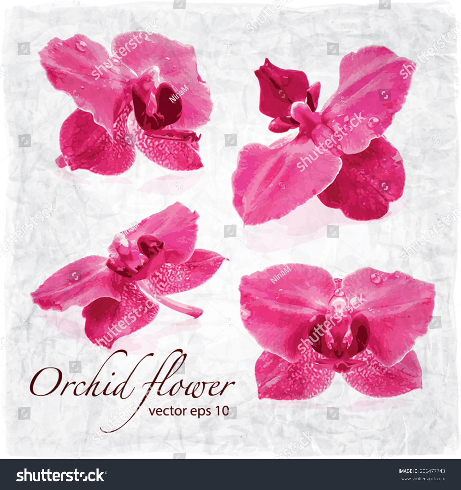 Orchid Flower Vector Background Stock Vector (Royalty Free) 206477743 ...
