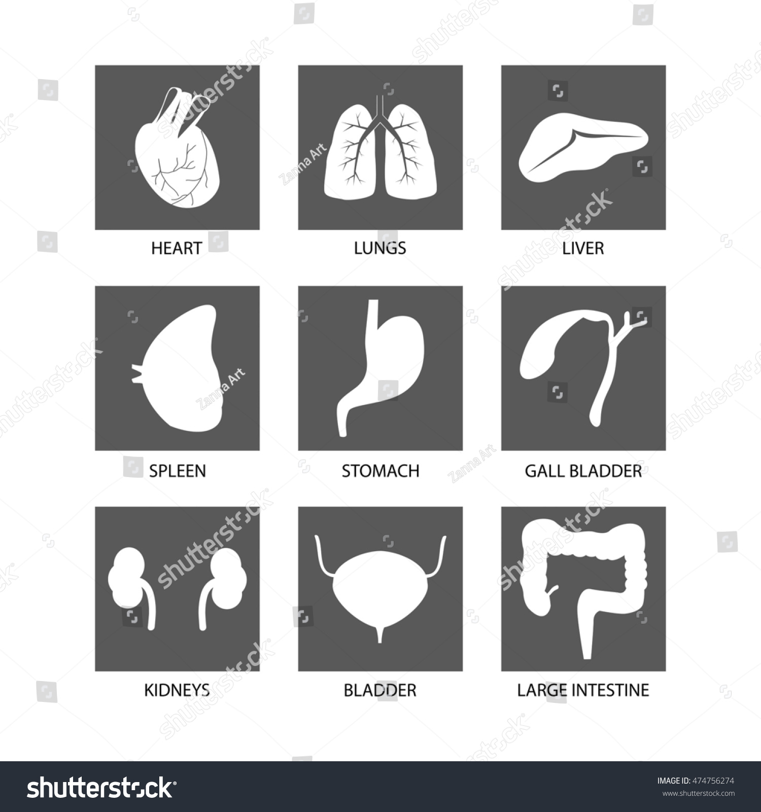 Organ Icons Vector Stock Vector (Royalty Free) 474756274 | Shutterstock