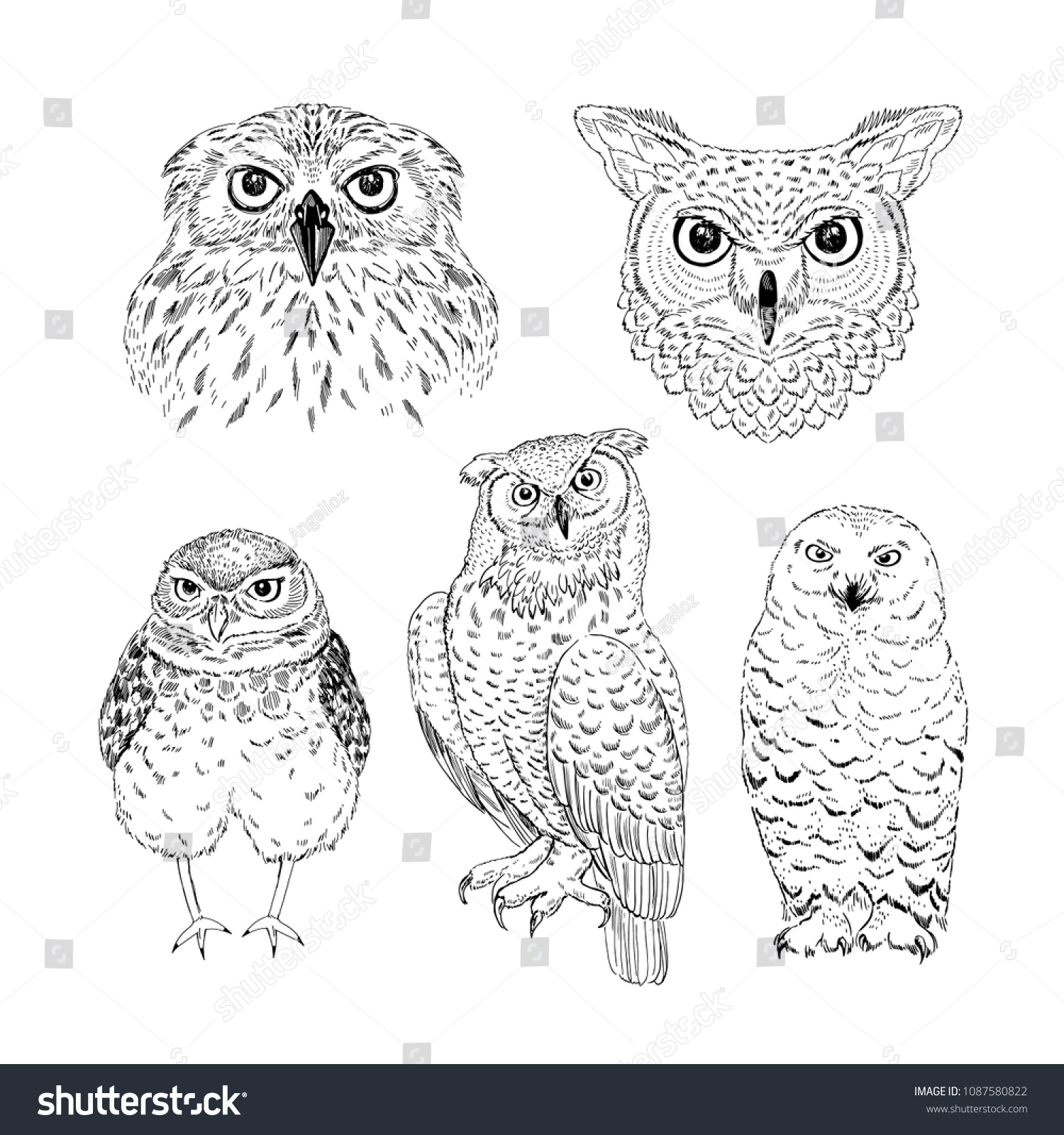 Owl Illustrations Set Stock Vector (Royalty Free) 1087580822