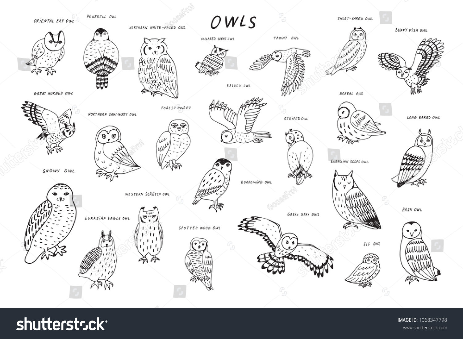 Owls Vector Hand Drawn Graphic Set Stock Vector (Royalty Free) 1068347798