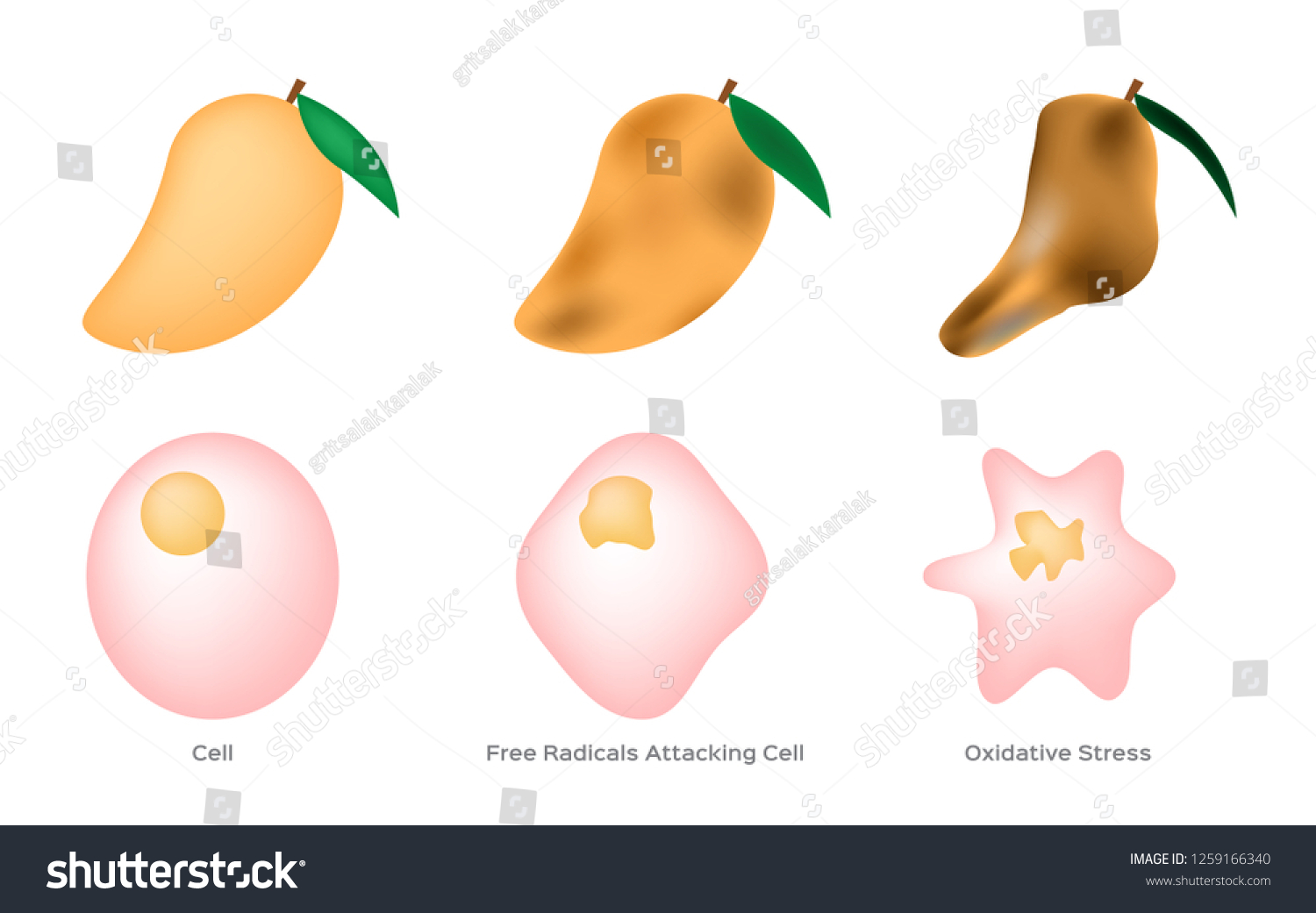 Oxidative Stress Cell Vector Free Radical: vector de stock (libre de ... Oxidative Stress Cell Vector Free Radical: vector de stock (libre de ...