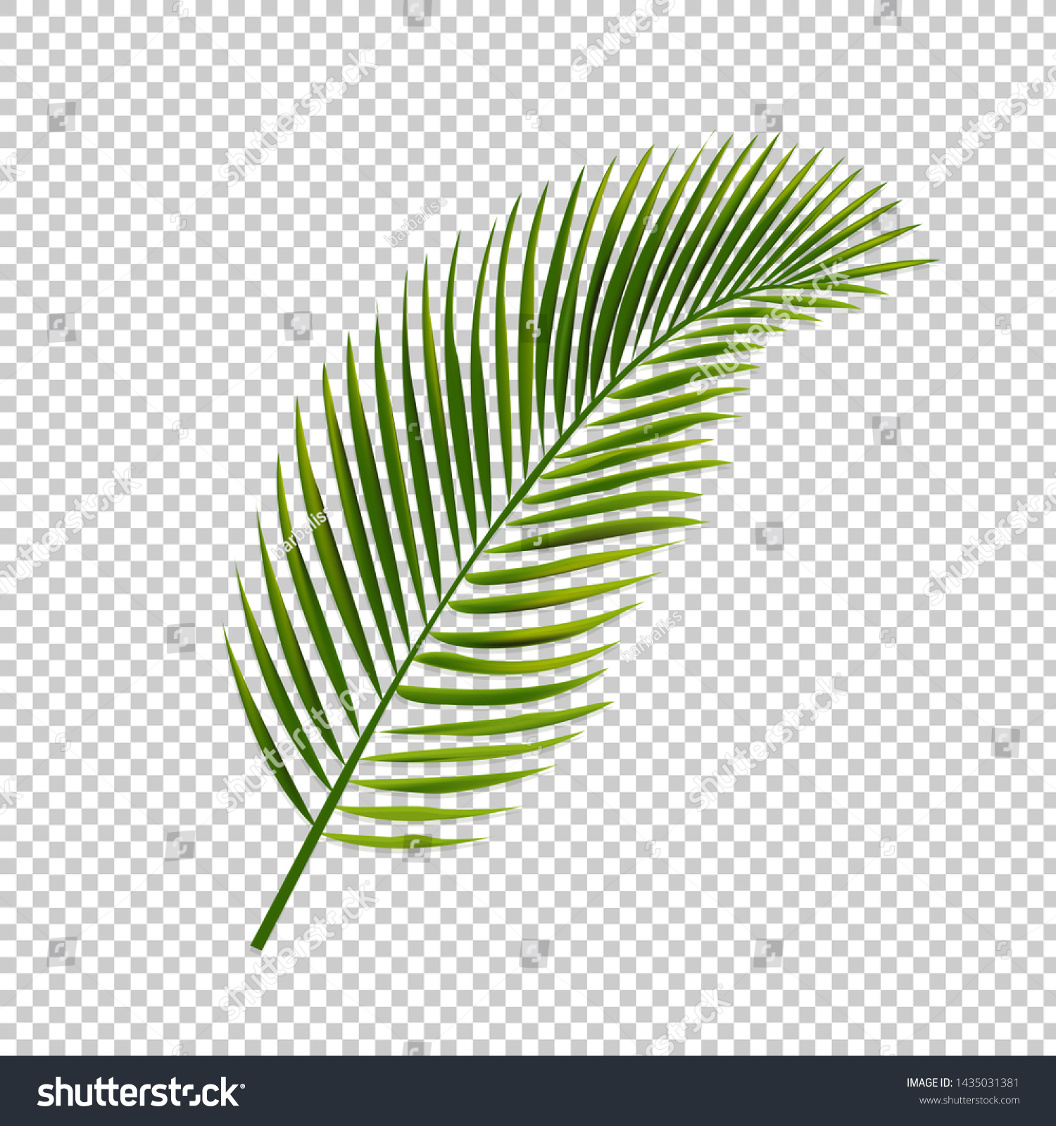 Palma leaf Images, Stock Photos & Vectors | Shutterstock