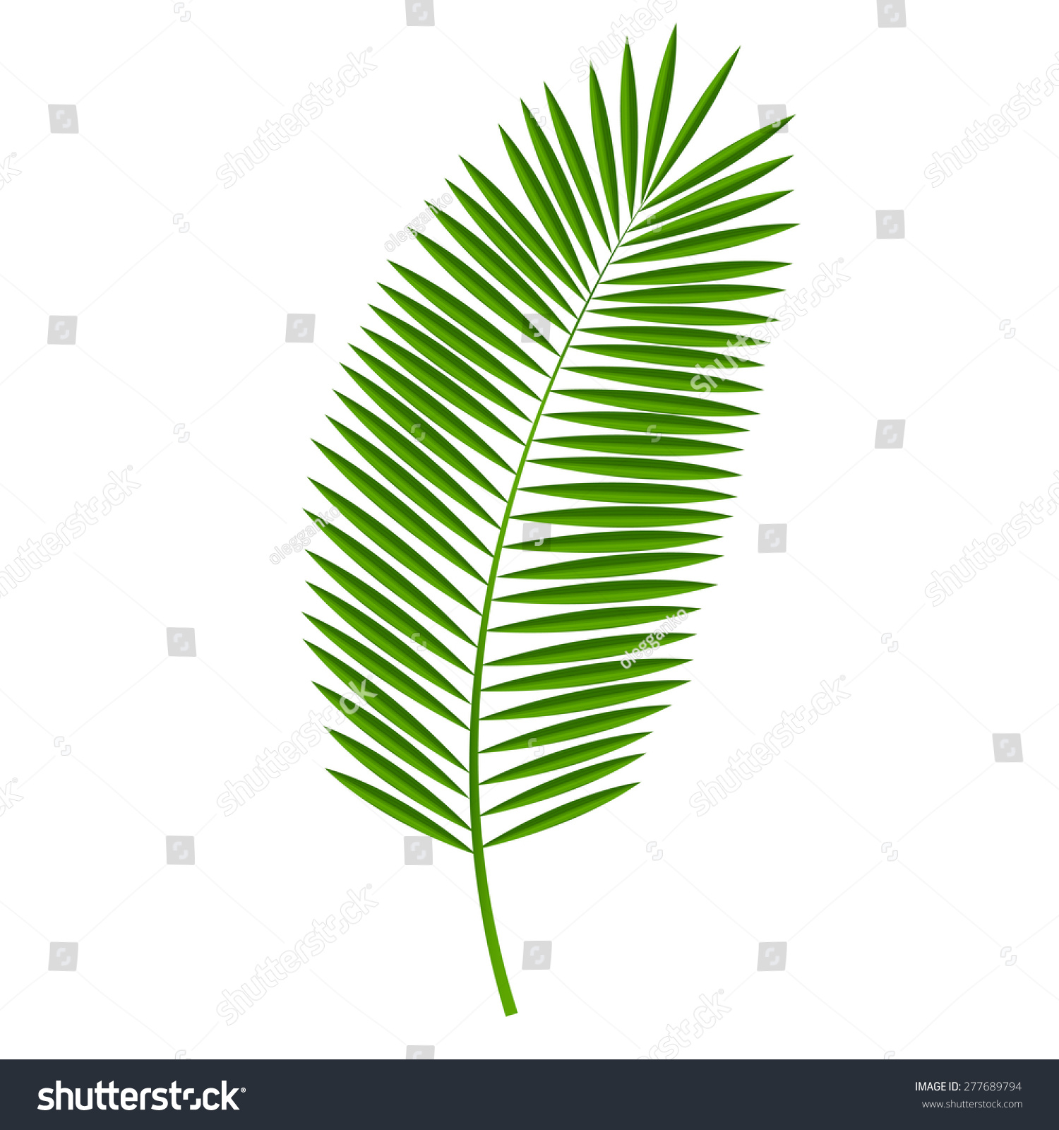111,557 Single palms Images, Stock Photos & Vectors | Shutterstock