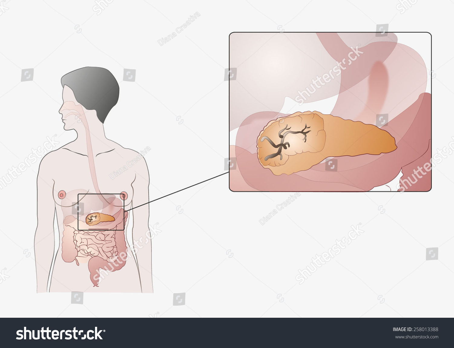 Pancreas Stock Vector (Royalty Free) 258013388 | Shutterstock