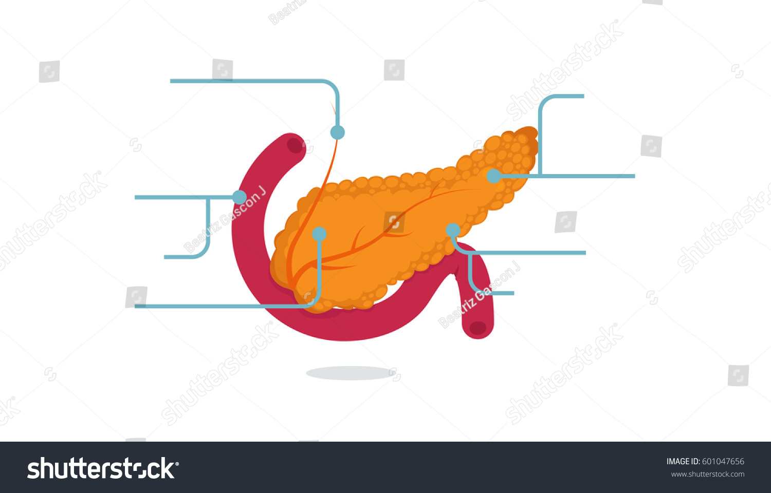 Pancreas Vector Illustration Stock Vector (Royalty Free) 601047656 ...