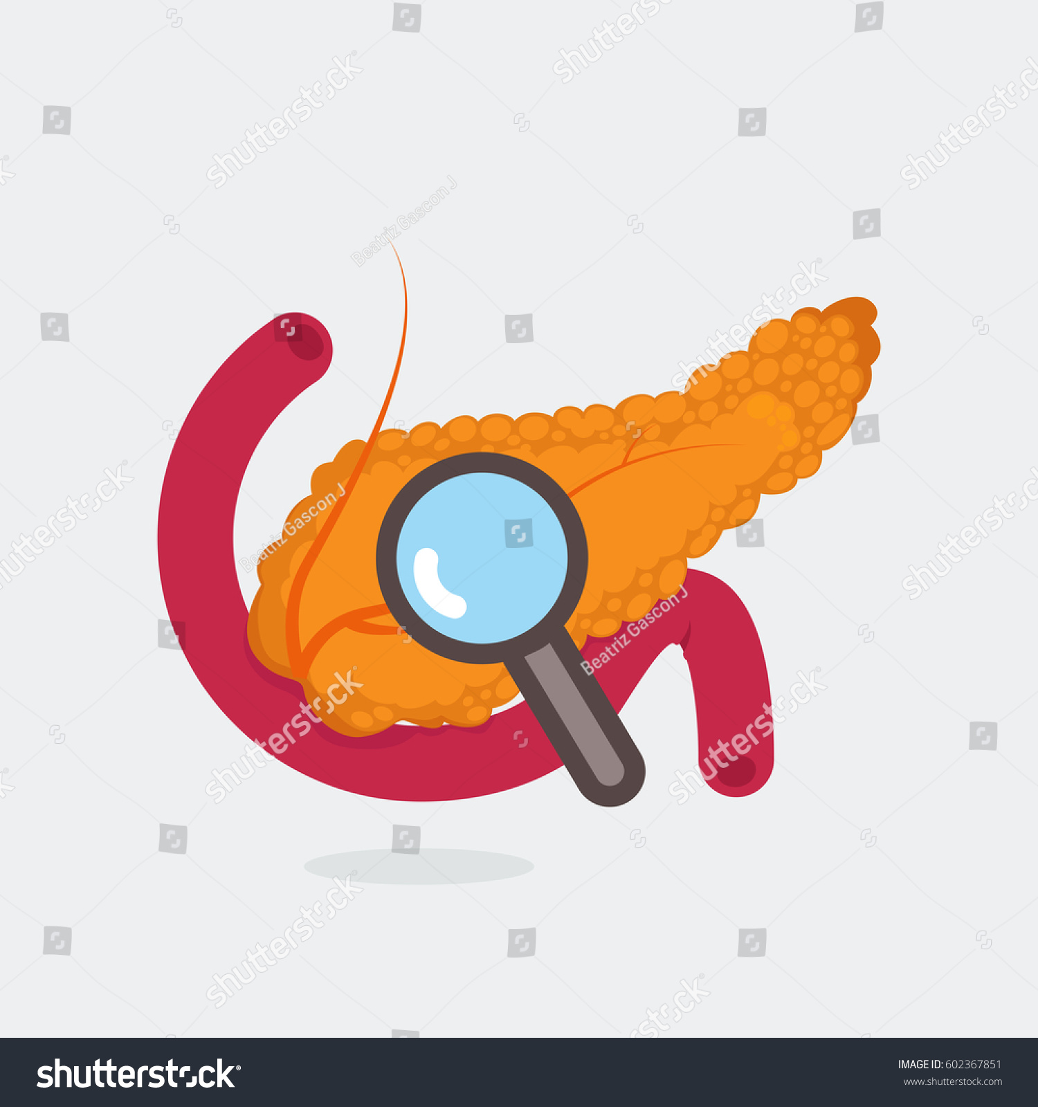 Pancreas Vector Illustration Stock Vector (Royalty Free) 602367851 ...