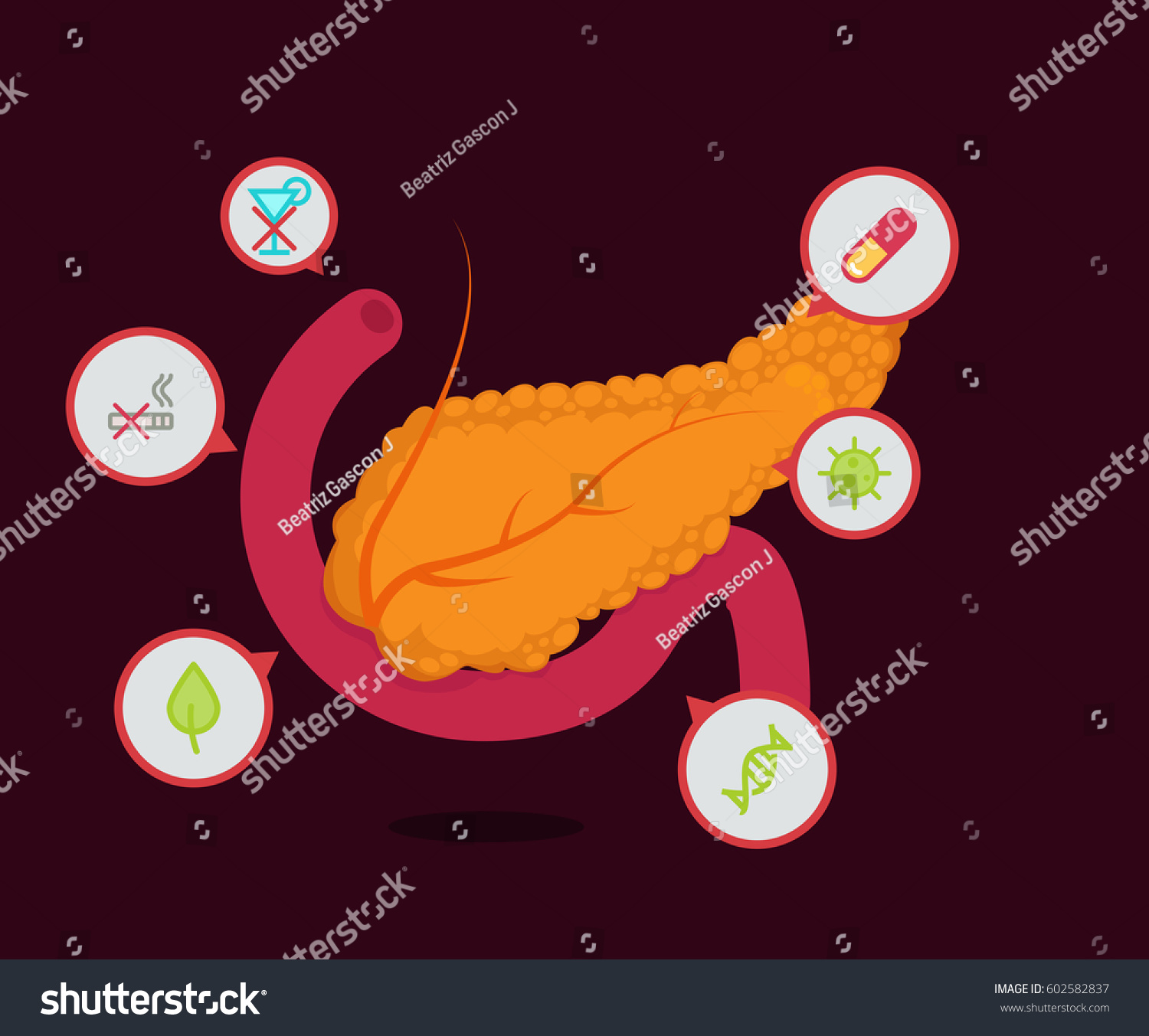 Pancreas Vector Illustration Stock Vector (Royalty Free) 602582837