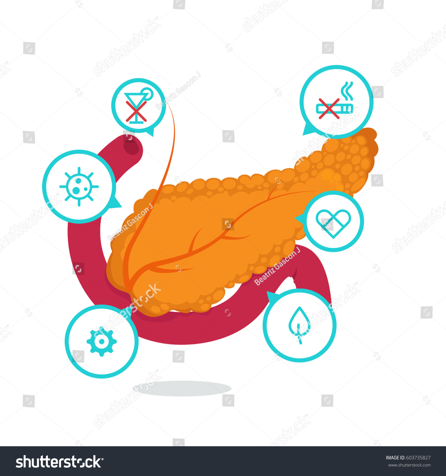 Pancreas Vector Illustration Stock Vector (Royalty Free) 603735827 ...