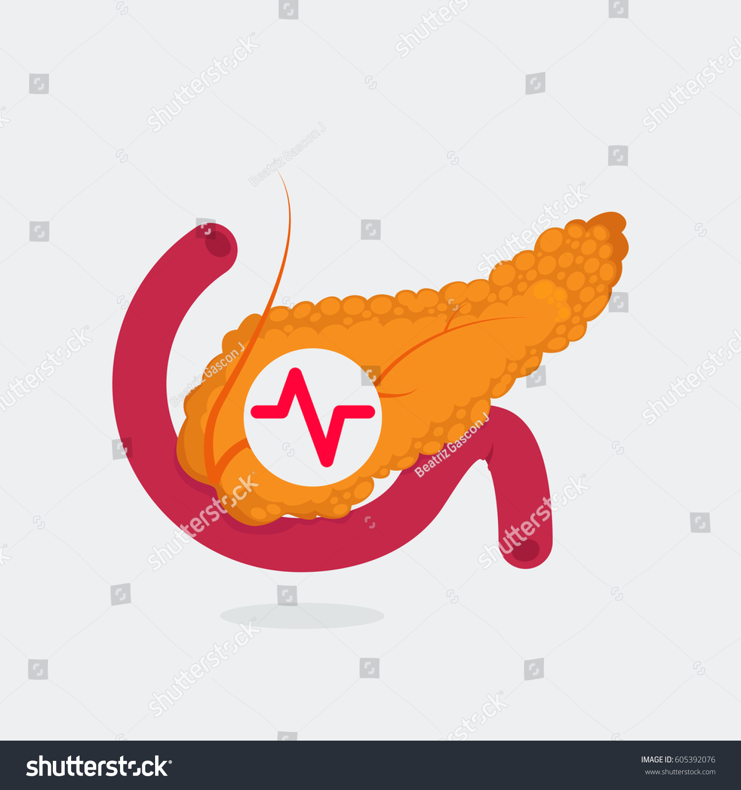 Pancreas Vector Illustration Stock Vector (Royalty Free) 605392076 ...