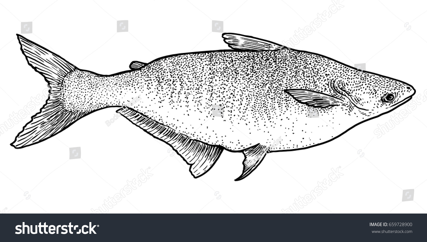 Pangasius Fish Illustration Stock Vector (Royalty Free) 659728900