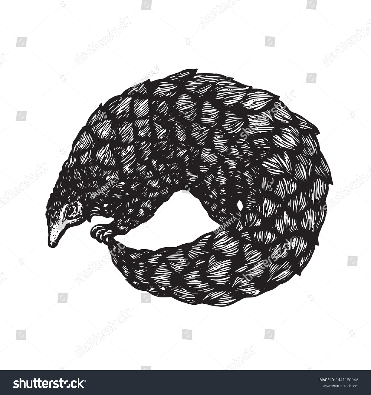 Pangolin Hand Draw On White Background Stock Vector (Royalty Free ...