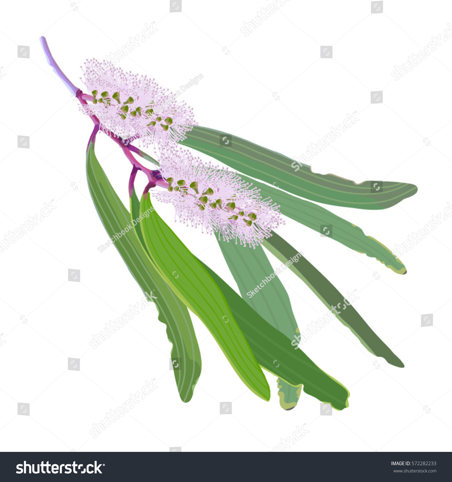 Paperbark Flowering Tree Realistic Vector Stock Vector (Royalty Free ...