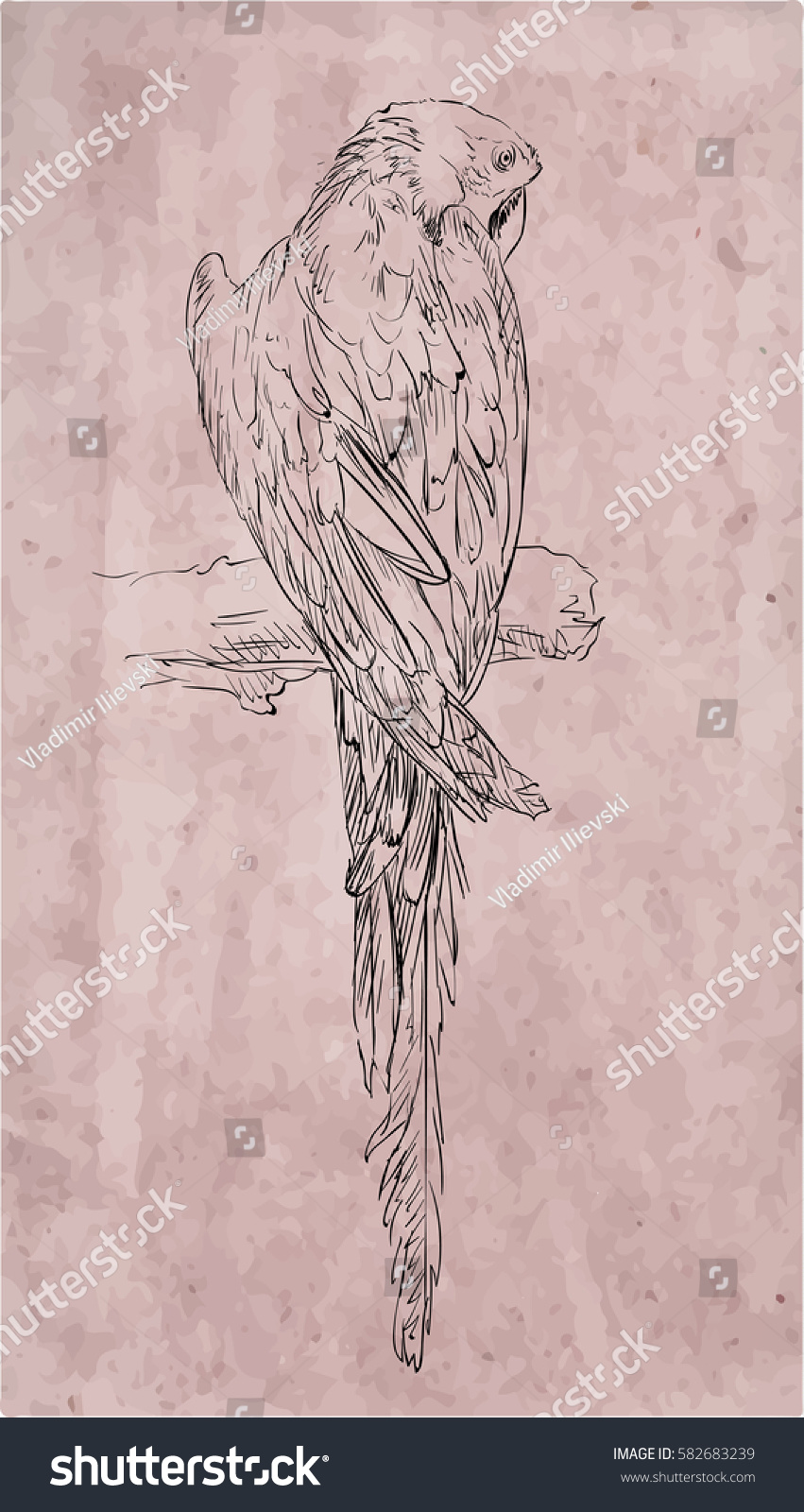 Parrot Line Drawing Vector Illustration: Stock-Vektorgrafik (Lizenzfrei ...