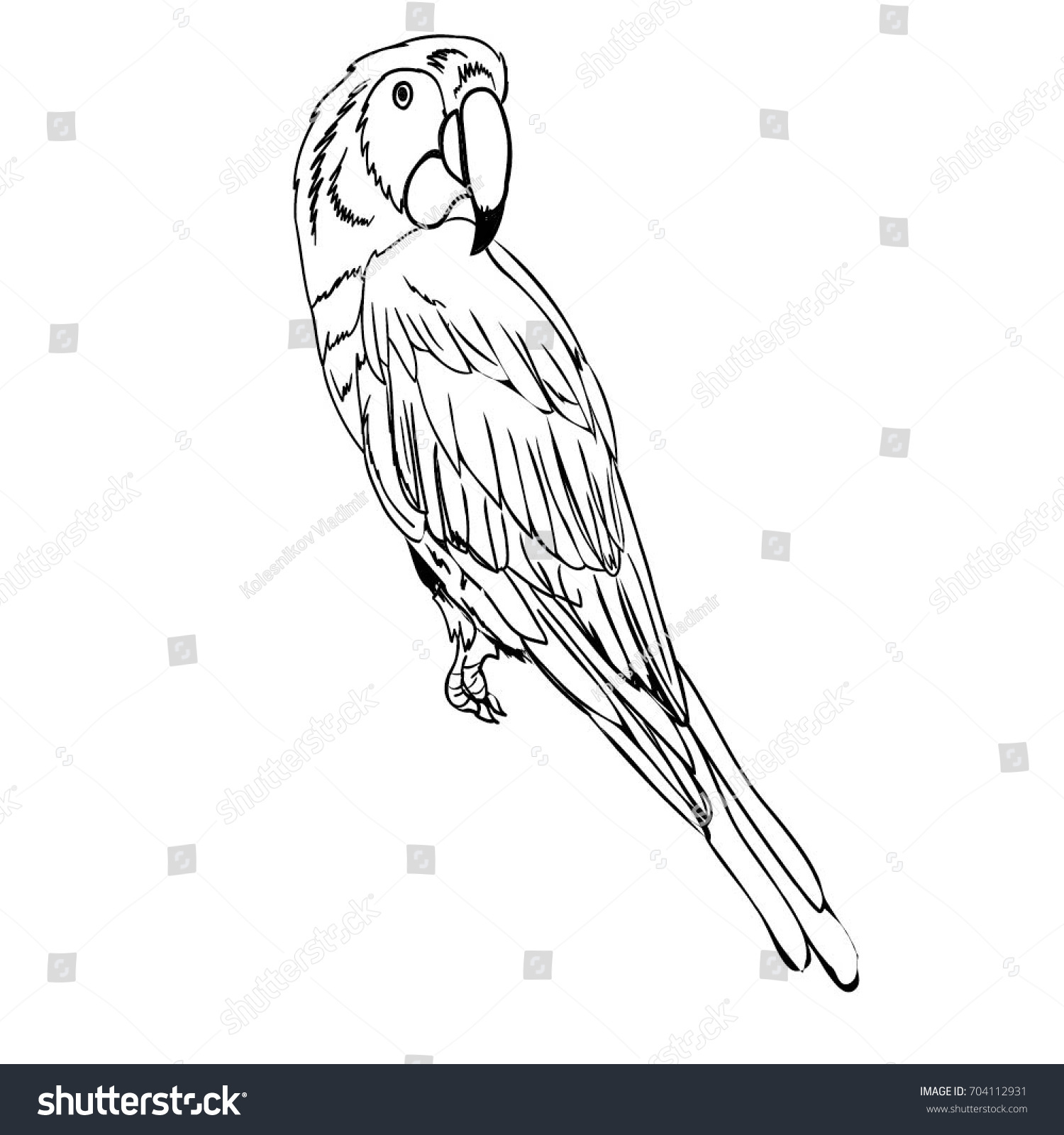 Parrot Sketch Vector Illustration Stock Vector (Royalty Free) 704112931