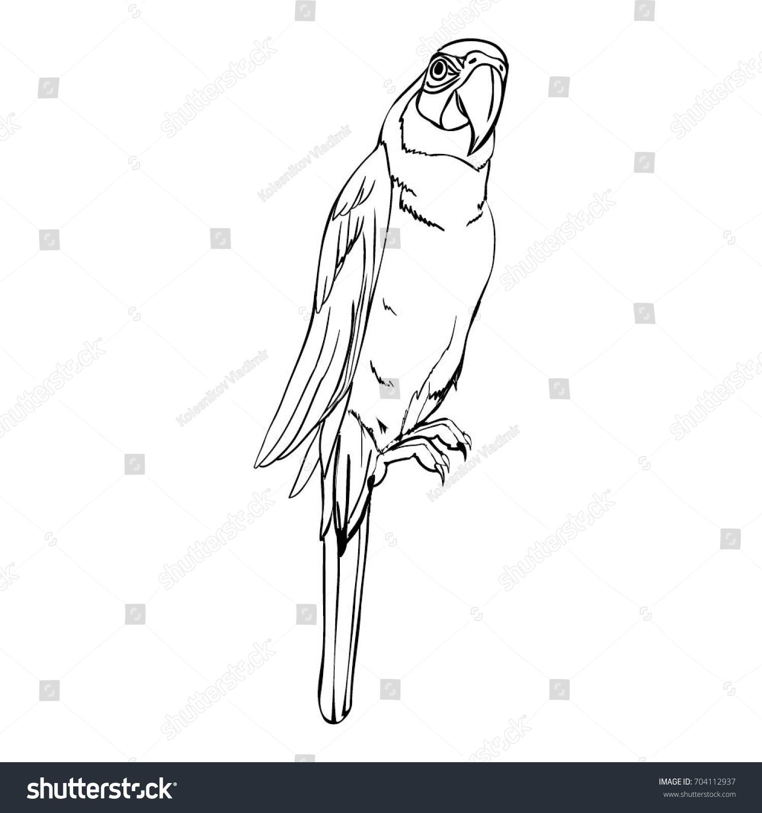 Parrot Sketch Vector Illustration Stock Vector (Royalty Free) 704112937 ...