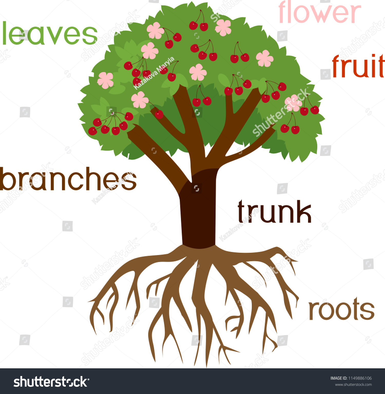 Stock vektor „Parts Plant Morphology Cherry Tree Root“ (bez autorských ... Stock vektor „Parts Plant Morphology Cherry Tree Root“ (bez autorských ...