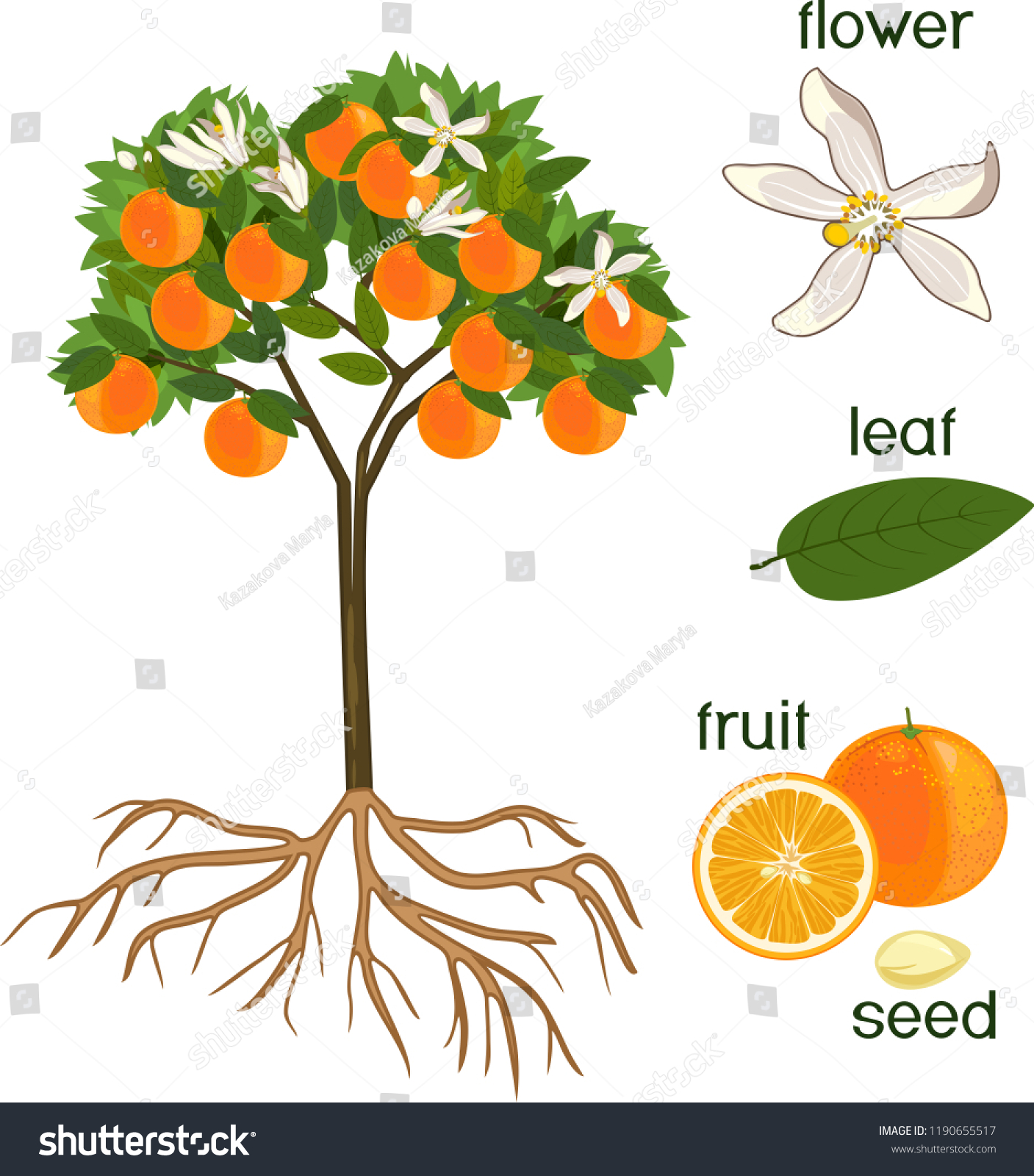 Parts Plant Morphology Orange Tree Fruits: เวกเตอร์สต็อก (ปลอดค่า ... Parts Plant Morphology Orange Tree Fruits: เวกเตอร์สต็อก (ปลอดค่า ...