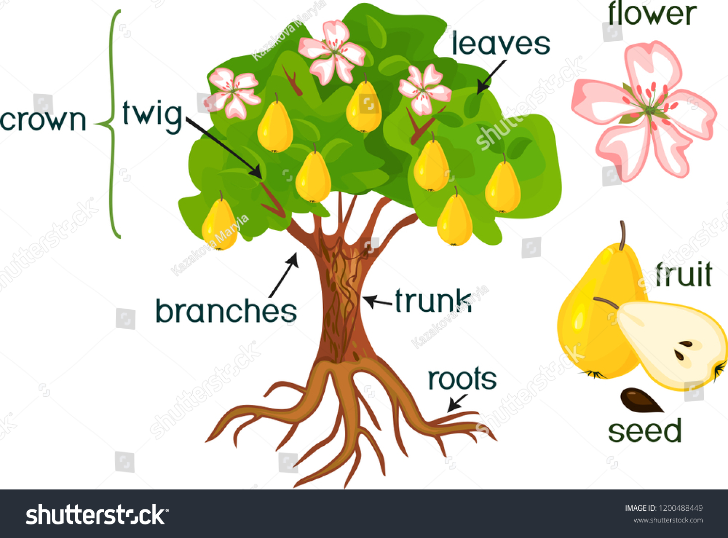 Parts Plant Morphology Pear Tree Fruits: Stock-Vektorgrafik (Lizenzfrei ... Parts Plant Morphology Pear Tree Fruits: Stock-Vektorgrafik (Lizenzfrei ...