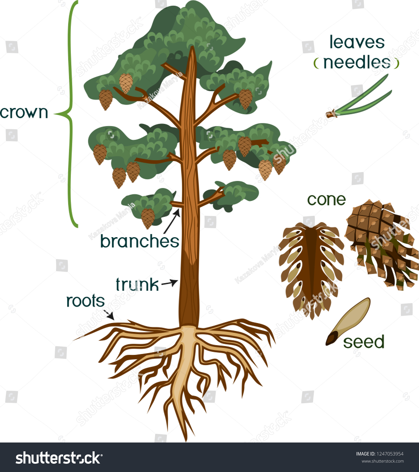 Parts Plant Morphology Pine Tree Crown: vector de stock (libre de ... Parts Plant Morphology Pine Tree Crown: vector de stock (libre de ...